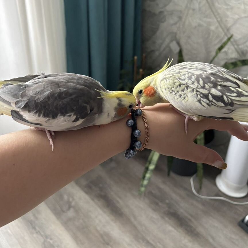 Попугай корелла птенец