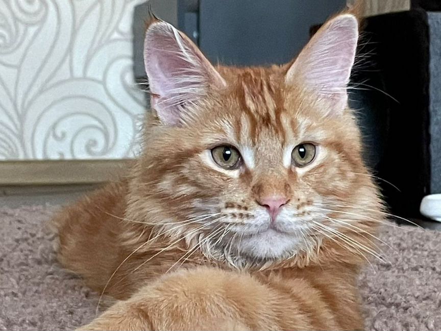 Котик Мейн-кун