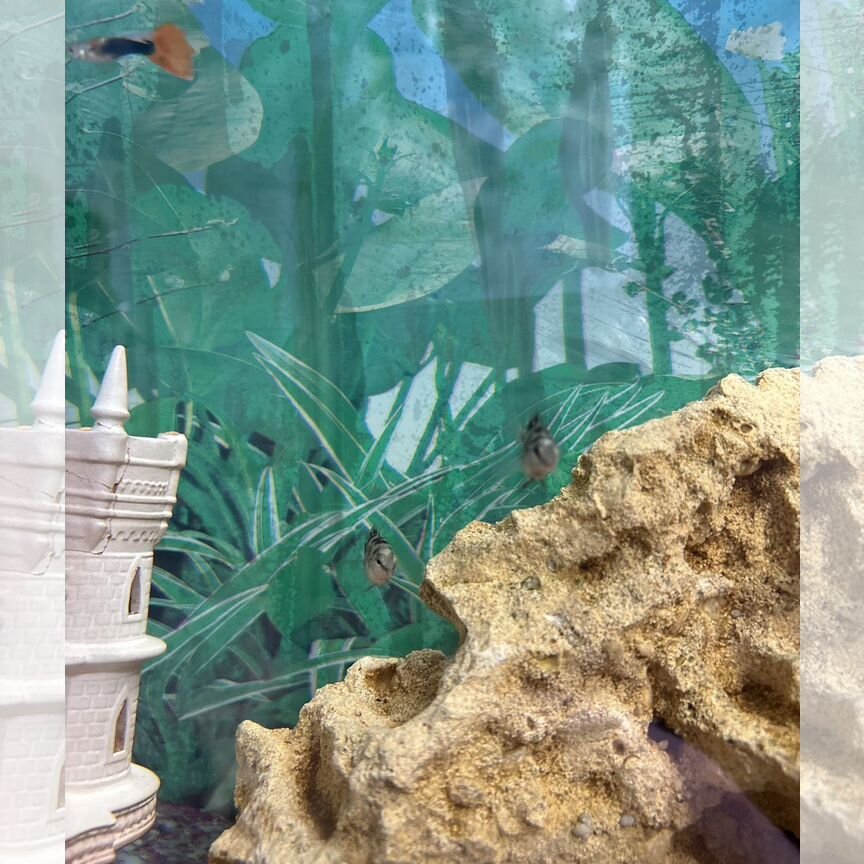 Сапрфировые попугаи (детки)