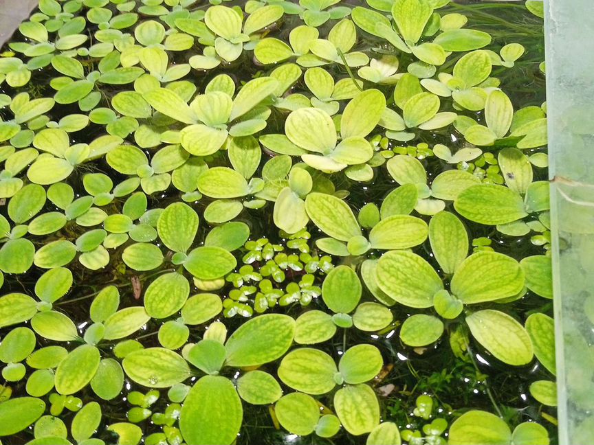 Пистия, лимонник, криптокорина, другие растения