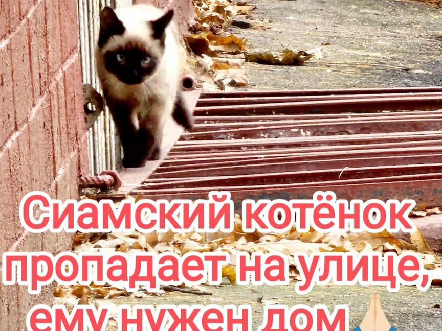 Котенку нужен дом