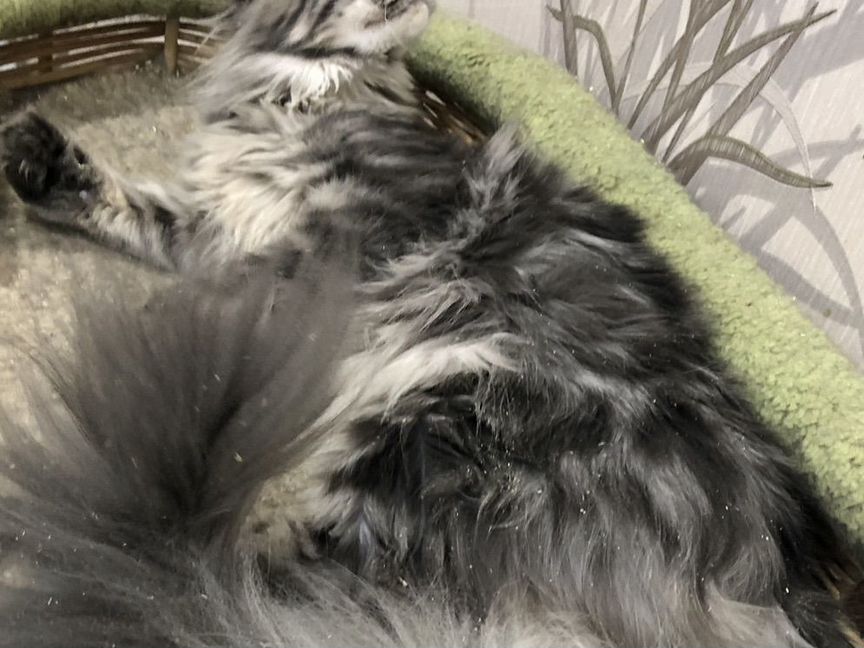 Мейн-кун котенок Леонтия