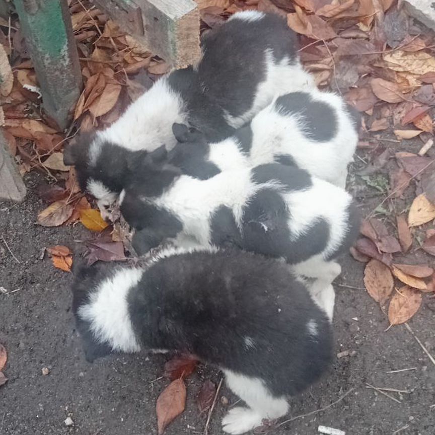 Собаки