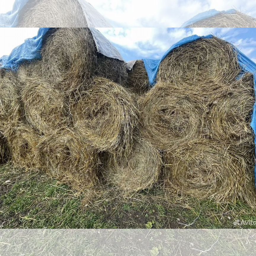 Сено солома в тюках