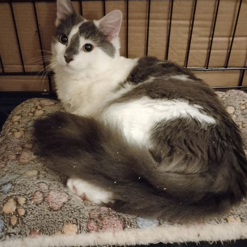 Сибирский котёнок