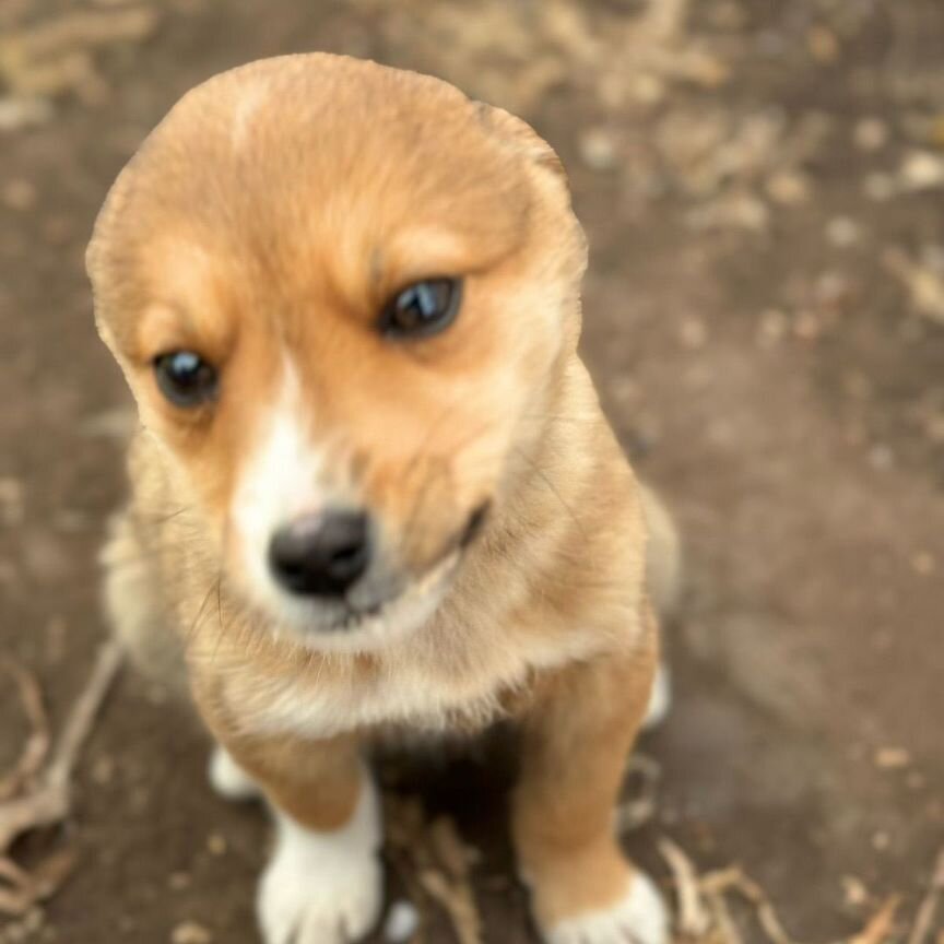 Щенок мальчик бесплатно