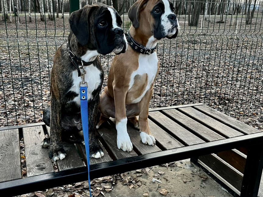 Щенки немецкого боксера