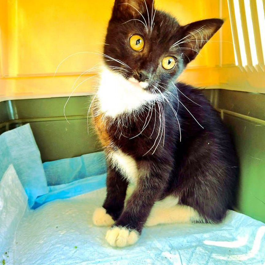 Черно-белая малышка