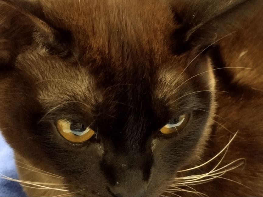 Бурманская кошка случка