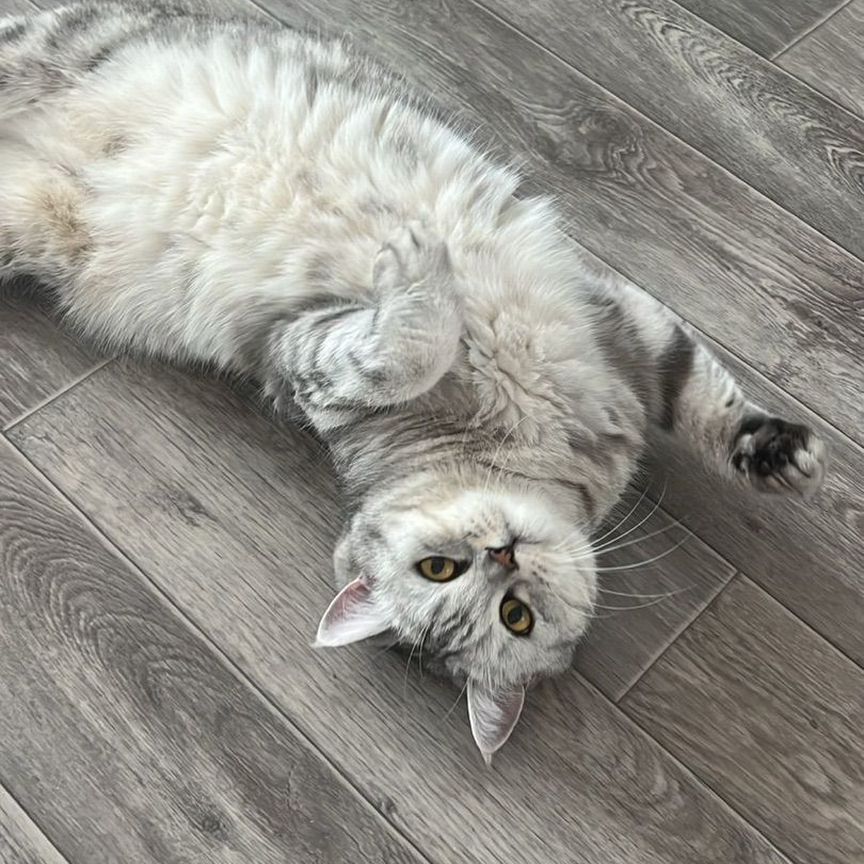 Кошка в добрые руки
