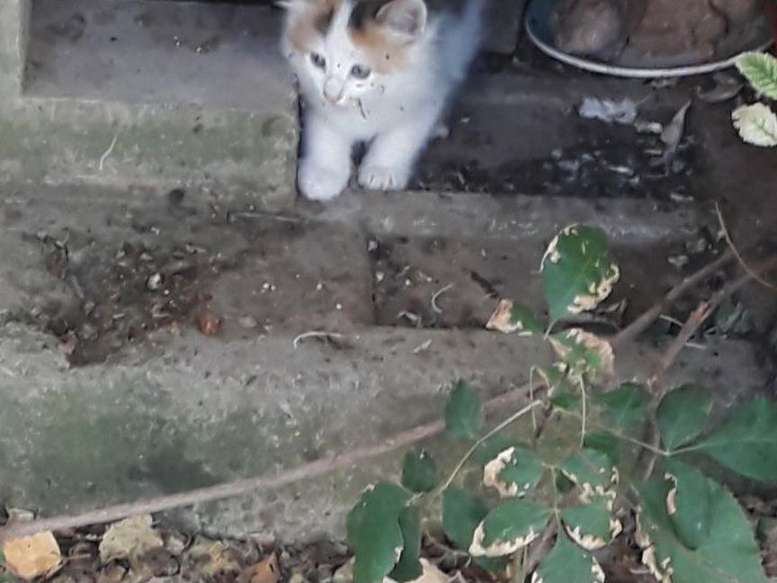 Кошки в добрые руки бесплатно