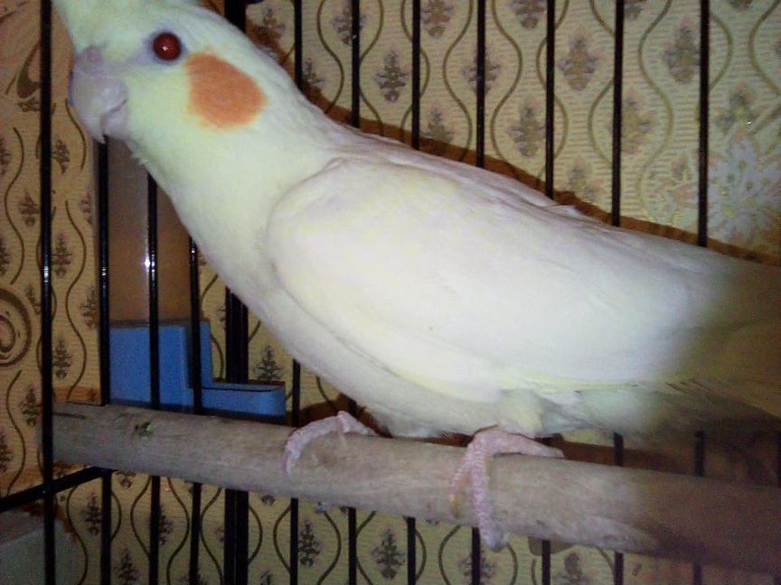 Попугай Корелла мальчик