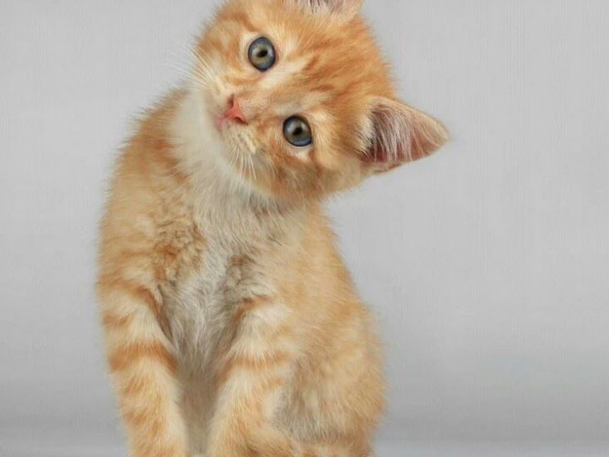 Солнечные котятки мальчики к Вам в дом