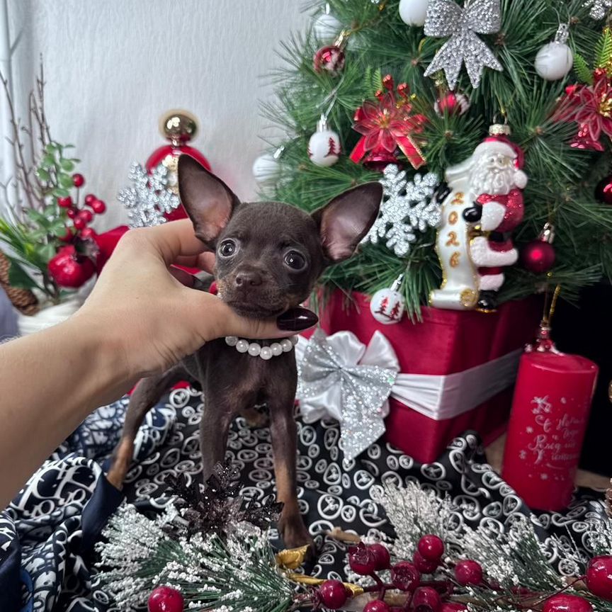 Русский той-терьер, щенок