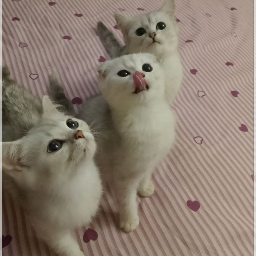 Шотландский вислоухий короткошёрстный котёнок