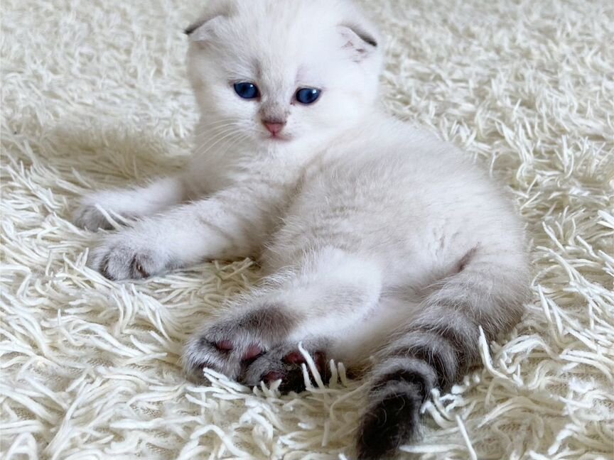 Плюшевая вислоухая девочка окраса by2133