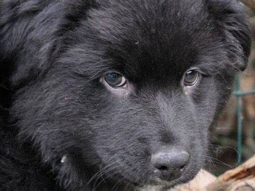 Черные немецкие овчарки чистокровки -умные щенки