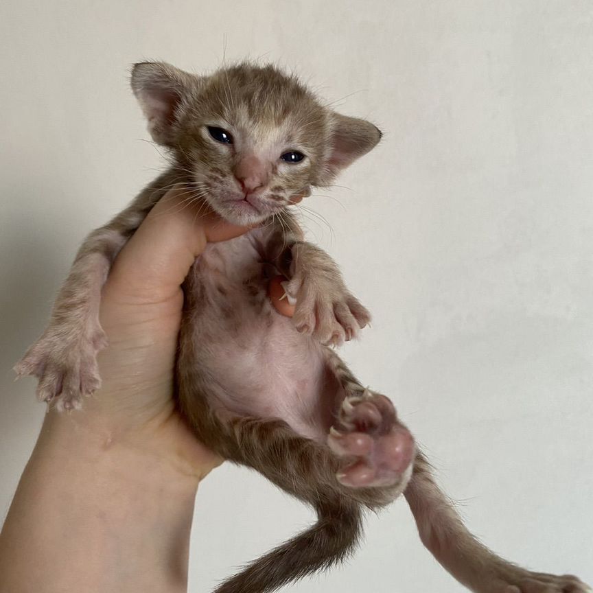 Котенок девочка