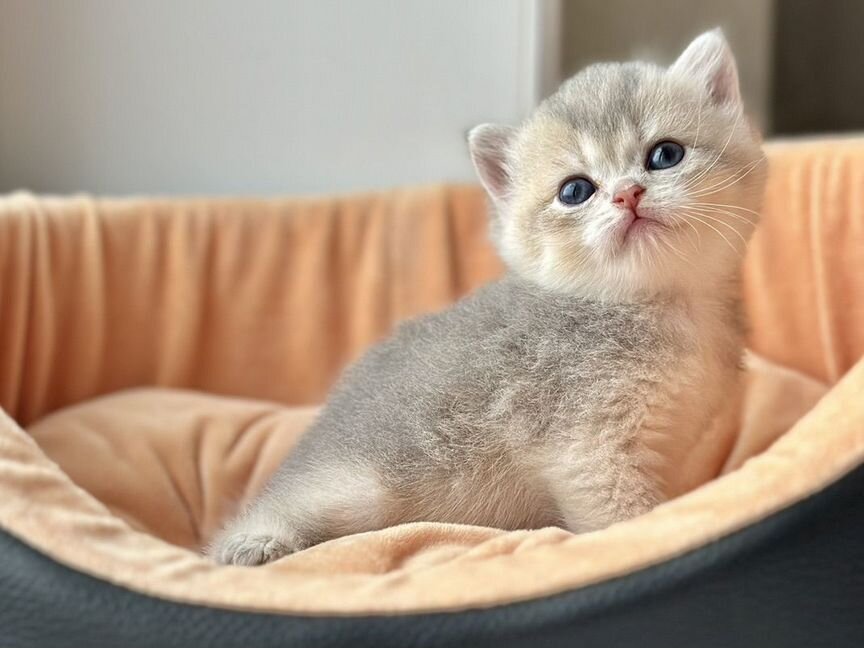 Кошечка голубое золото шиншилла ау11