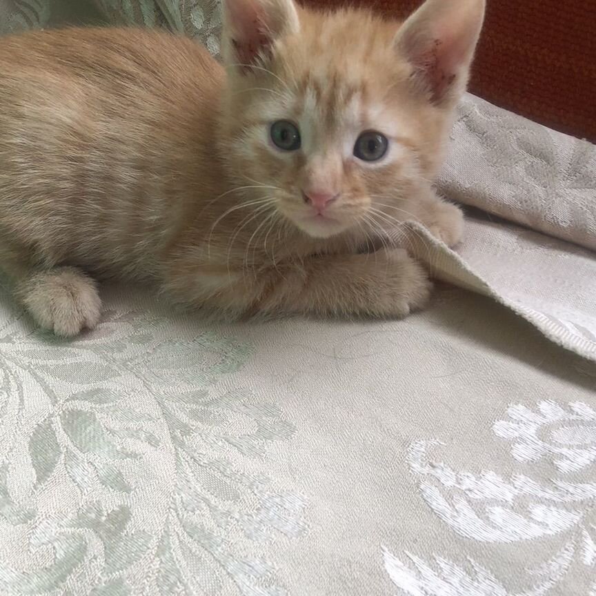 Котята