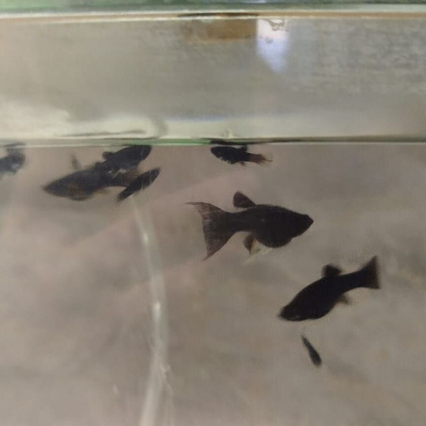 Аквариумные рыбки