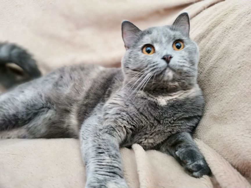 Приютите бедолагу