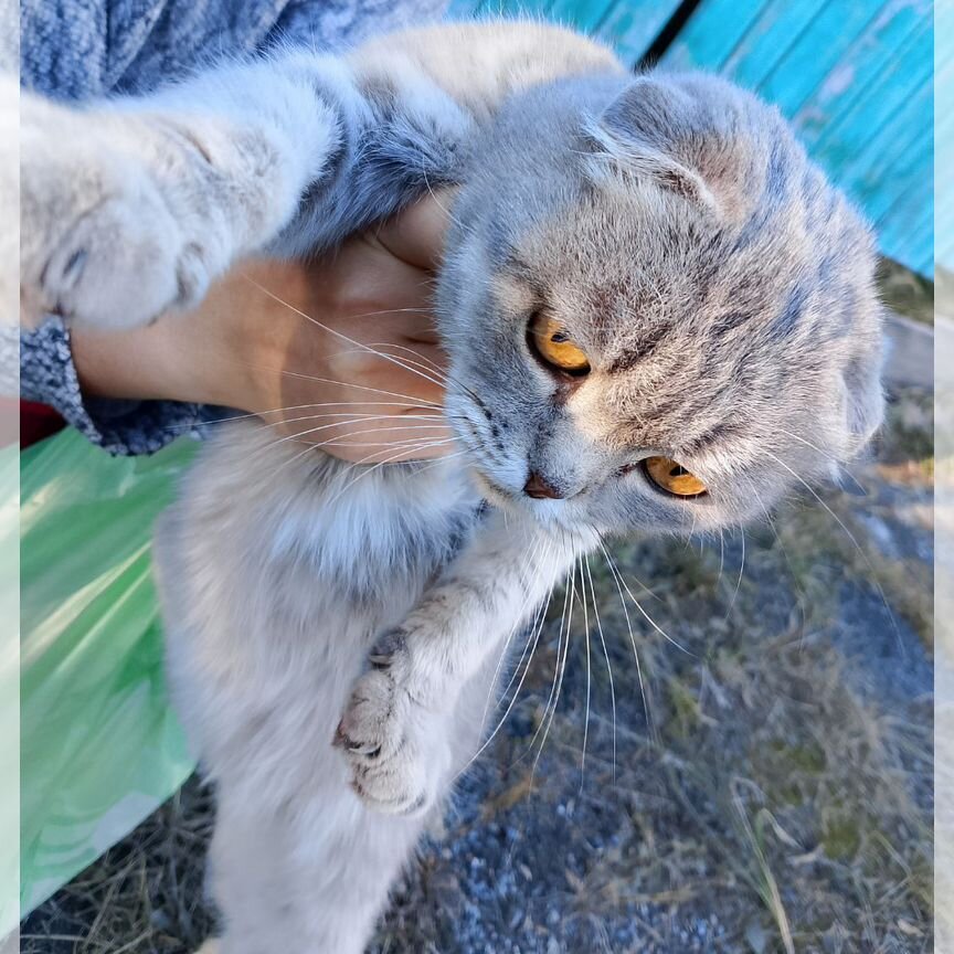Шотландская вислоухая кошечка
