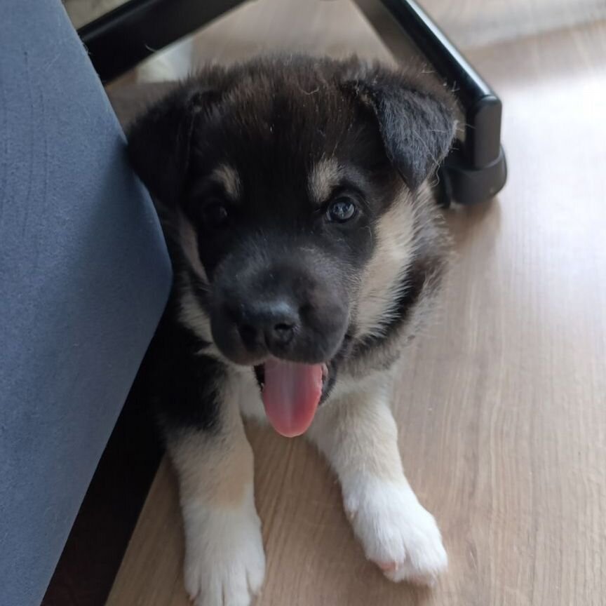 Щенки метисы в добрые руки