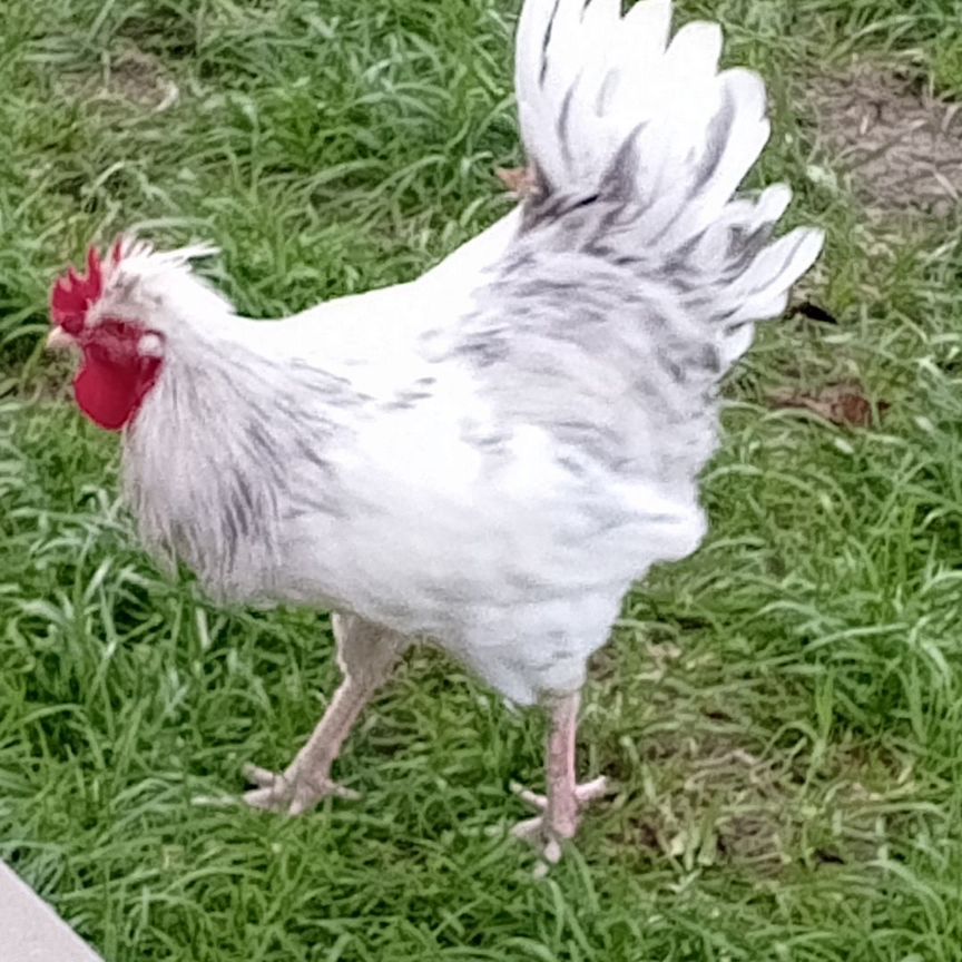 Молодые петухи