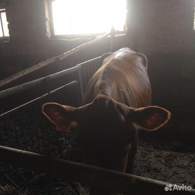 Продаётся корова