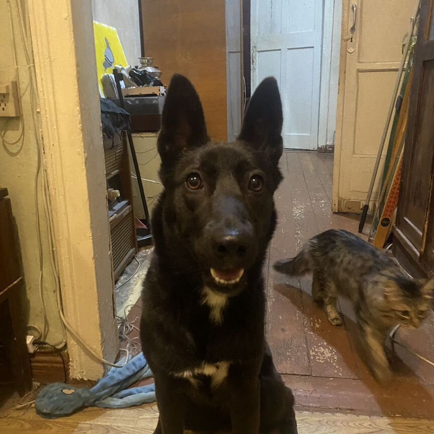 Лайка Джесси