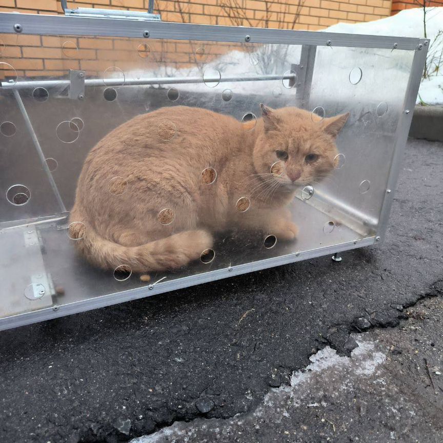Солнышко,котик под угрозой возврата на улицу