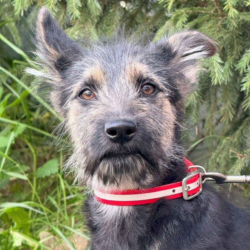 Щенок в добрые руки