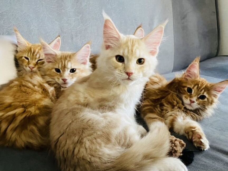 Котята мейн-кун