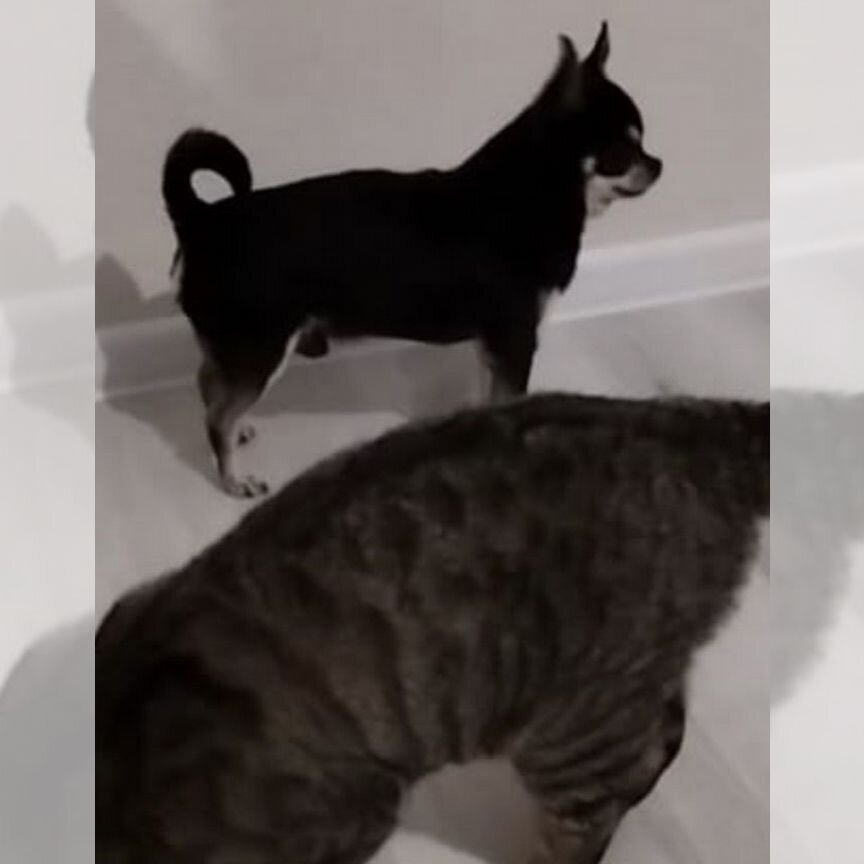 Чихуахуа даром