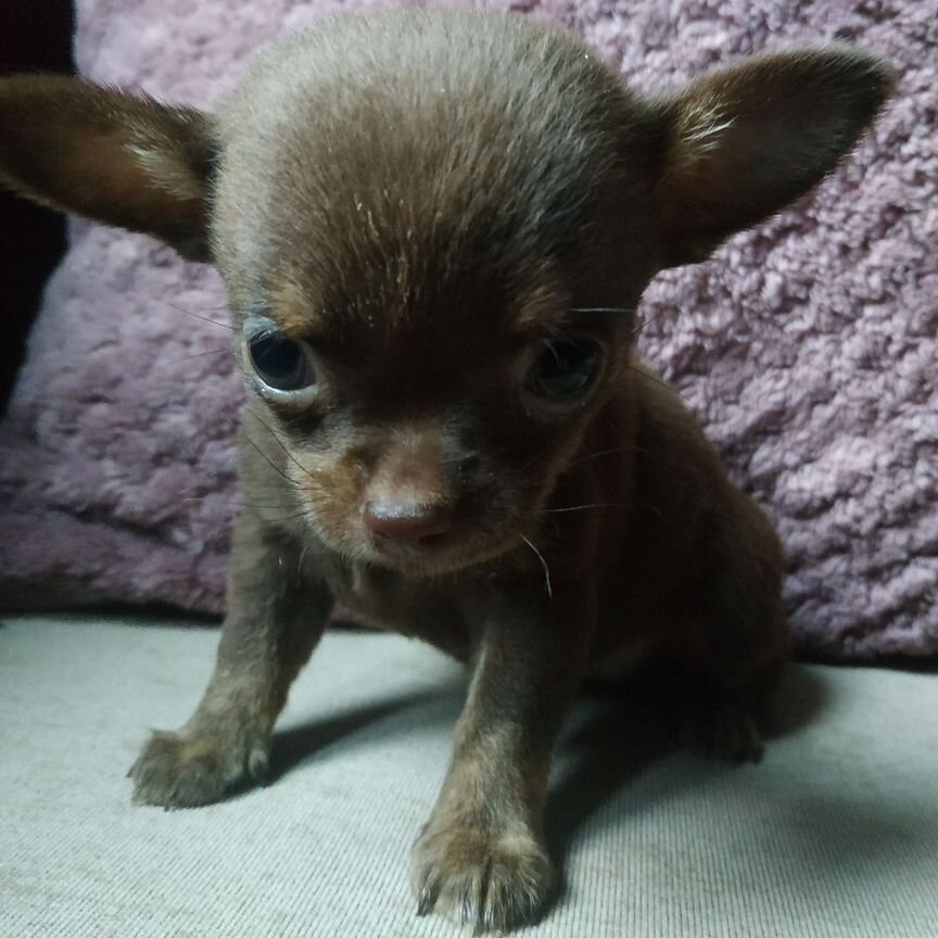 Чихуахуа шоколадная принцесса