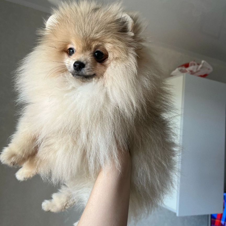 Померанский шпиц