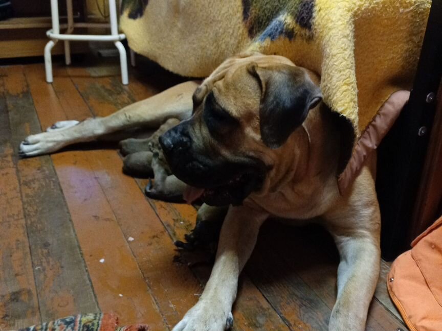 Южноафриканский бурбуль