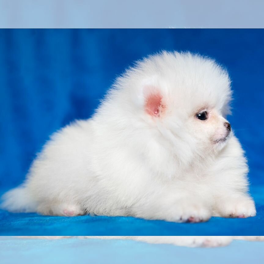 Померанский шпиц, щенок