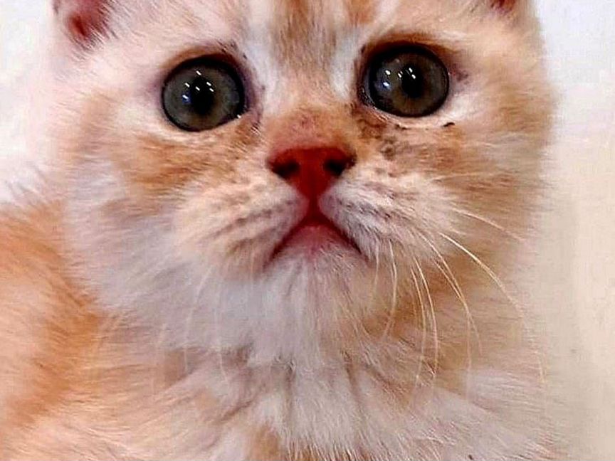 Шотландский котик