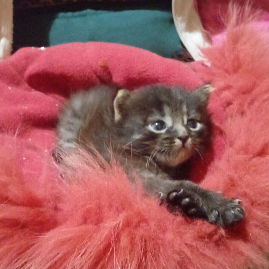 Отдам котенка в добрые руки