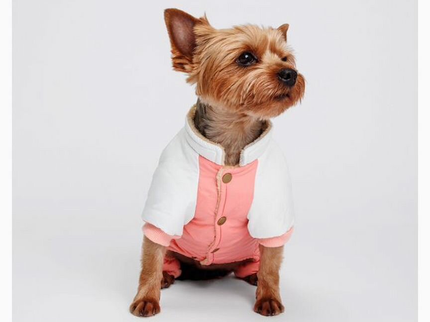 Комбинезон для собаки