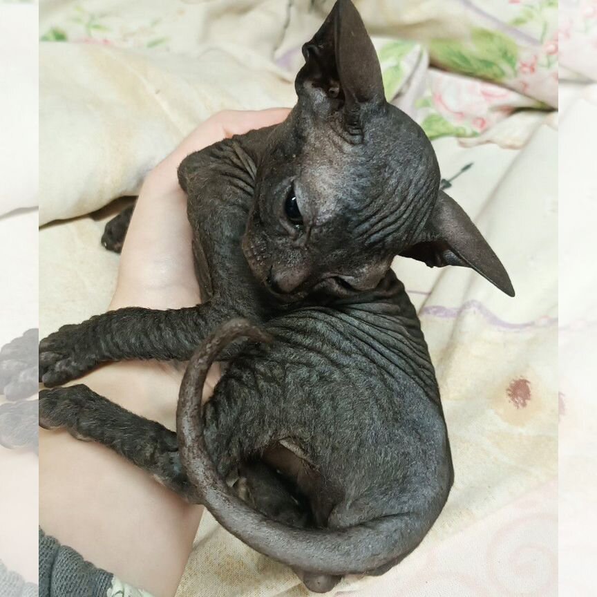 Донской сфинкс котята