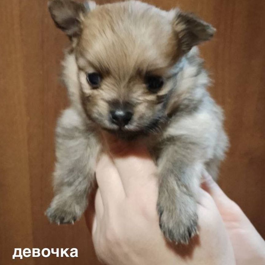 Щенки Померанского и Немецкого Шпица