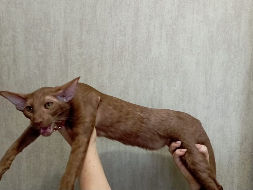 Ориентальные кошечки с документами WCF