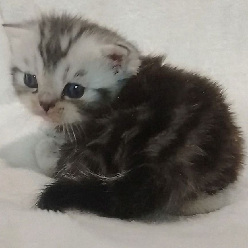 Шотландский прямоухий короткошёрстный котёнок