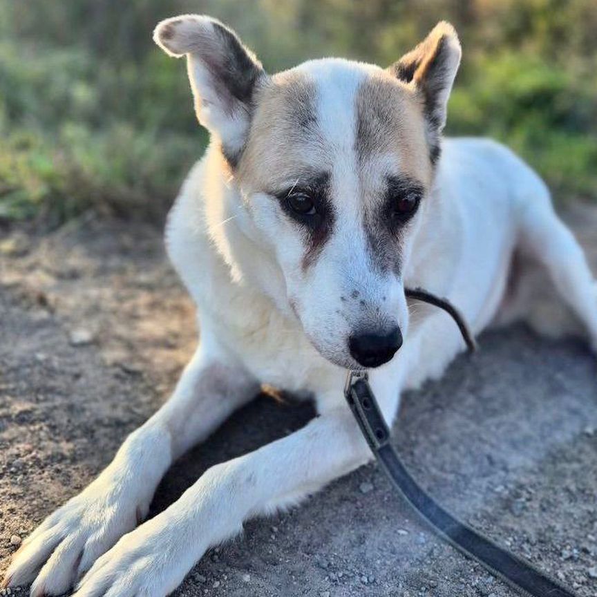 Собака с историей ищет дом