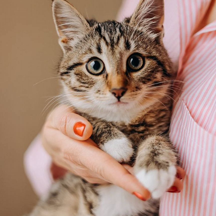 Котенок мальчик серый бесплатно