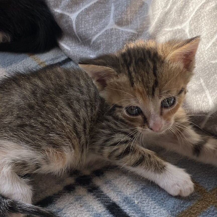 Отдам котенка в добрые руки