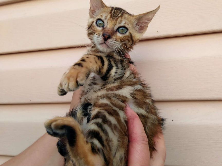 Бенгальские котята девочки